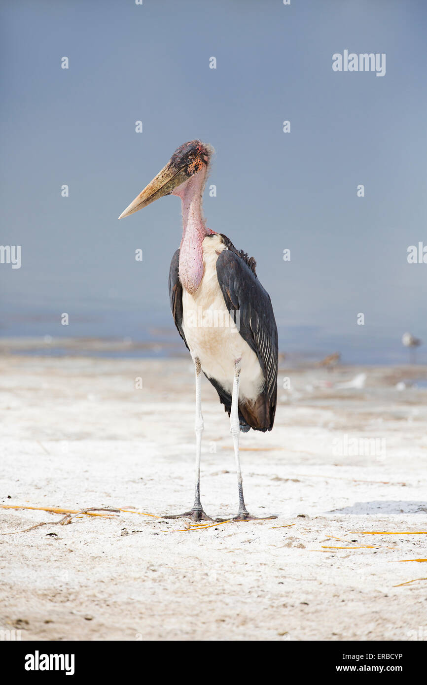 Marabou stork bird in tanzania hi-res stock photography and images - Alamy