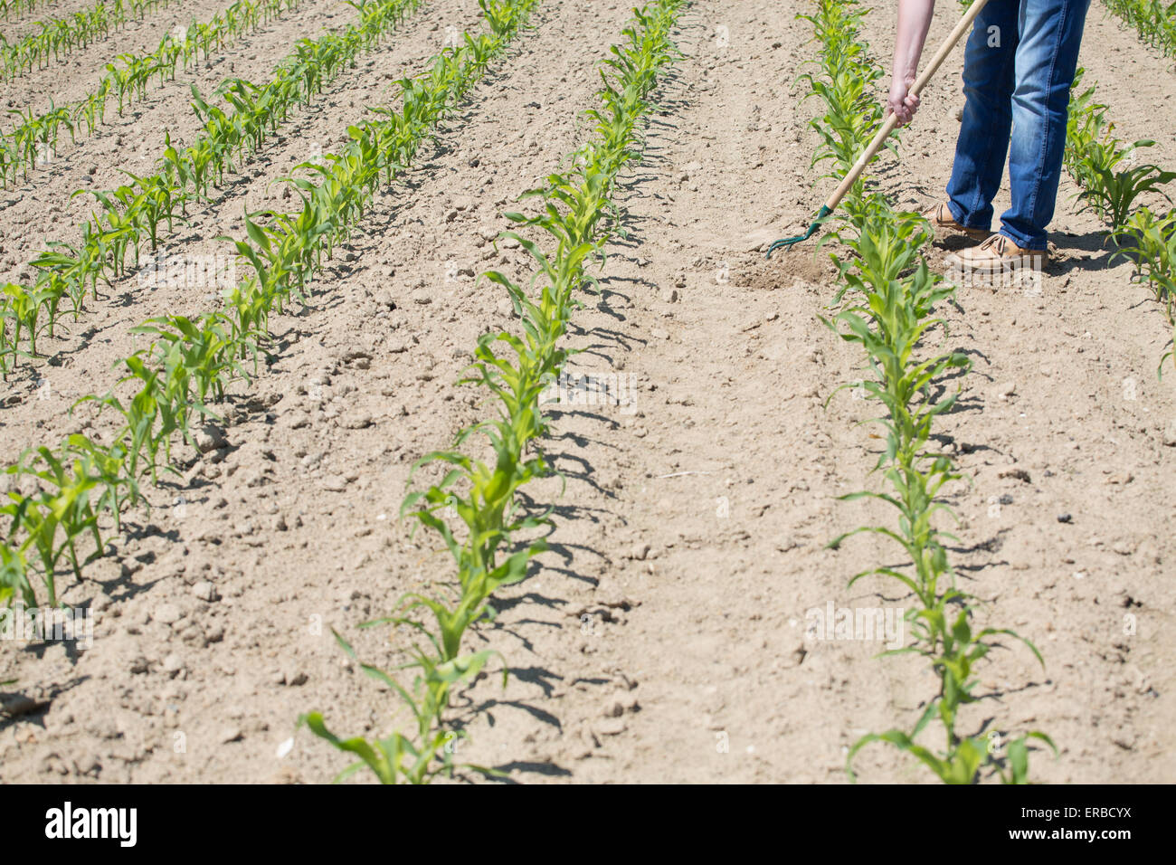 The worker hoeing the young corn field Stock Photo - Alamy