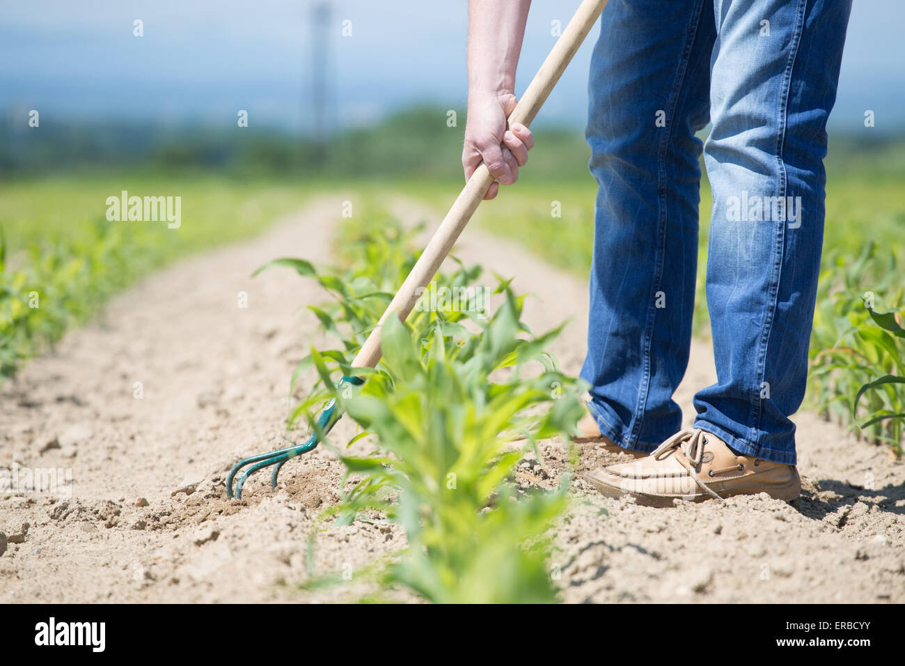 The worker hoeing the young corn field Stock Photo - Alamy
