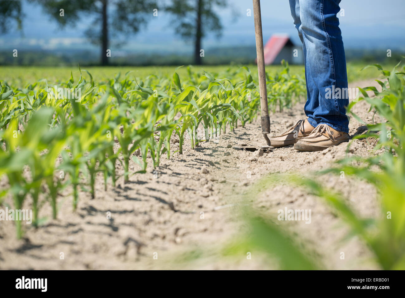 Workers Hoeing A Garden