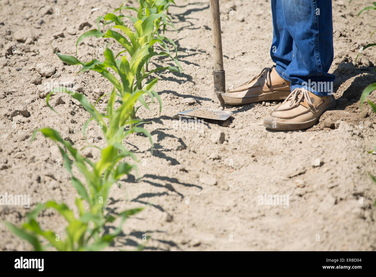 The worker hoeing the young corn field Stock Photo - Alamy