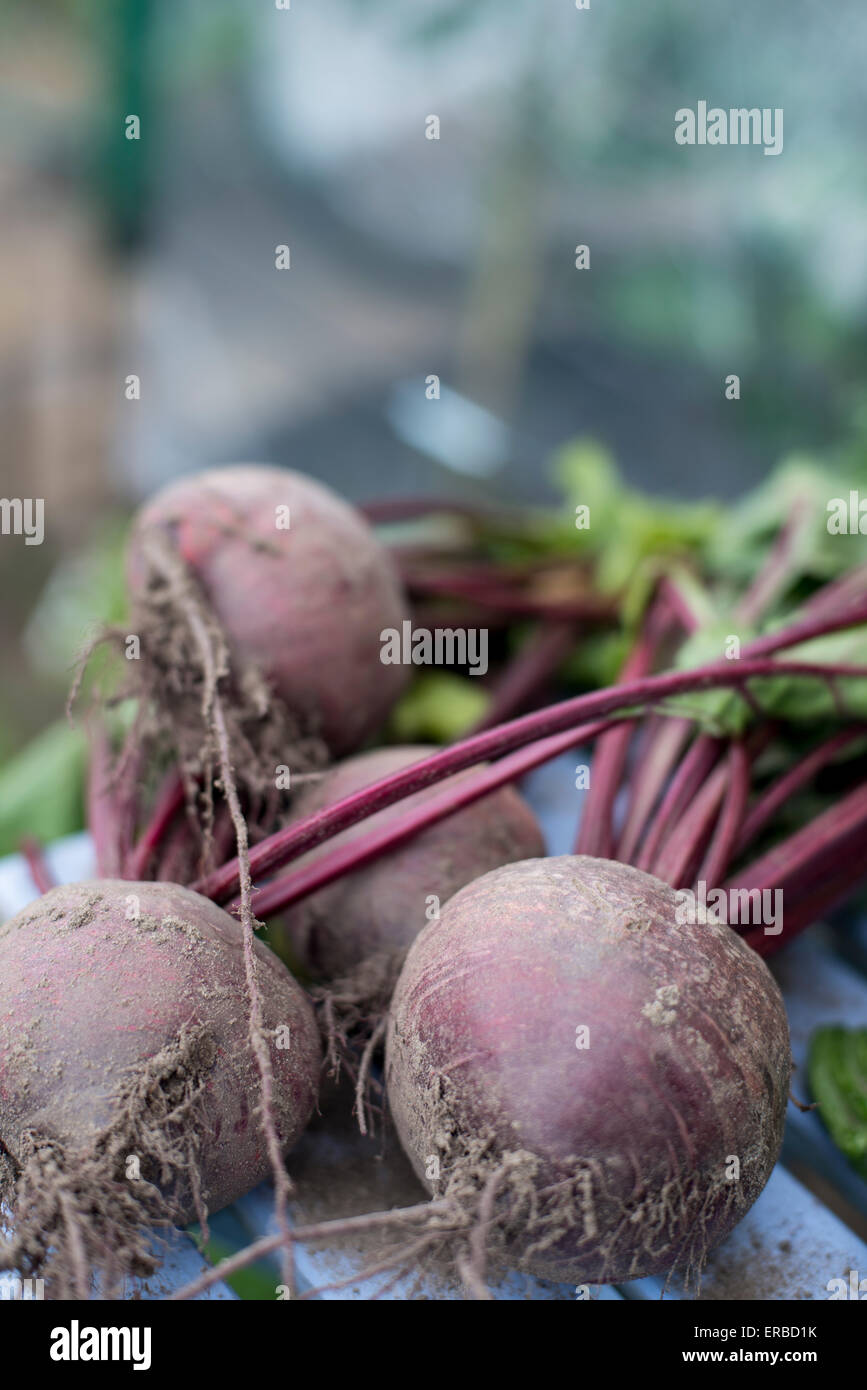 A bunch of freshly-picked beetroots with their leaves still attached ...