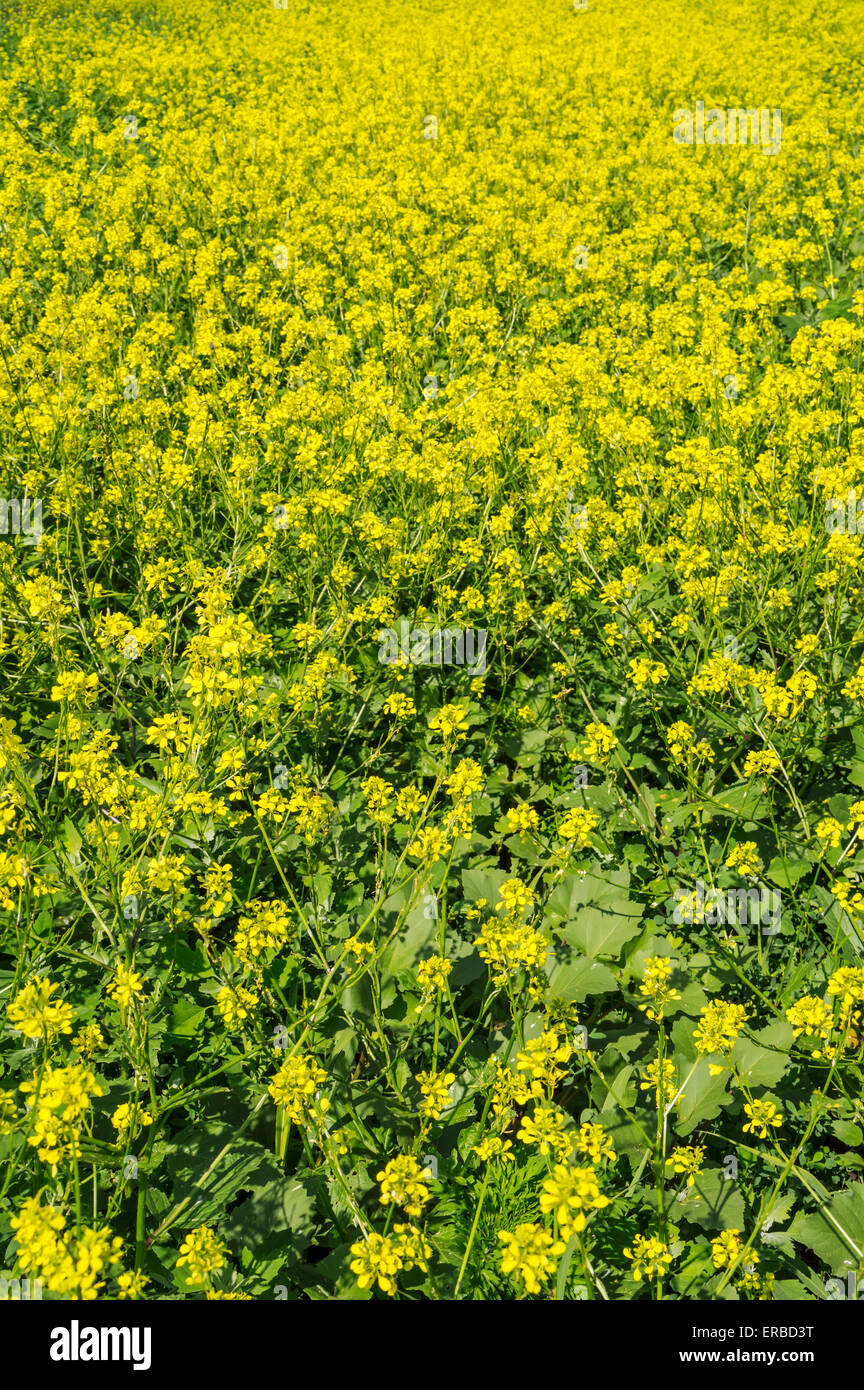 Oilseed rapeseed flowers in cultivated agricultural field Stock Photo ...