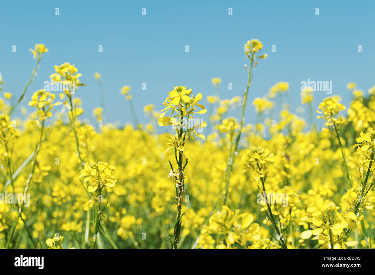 Oilseed rapeseed flowers in cultivated agricultural field Stock Photo ...