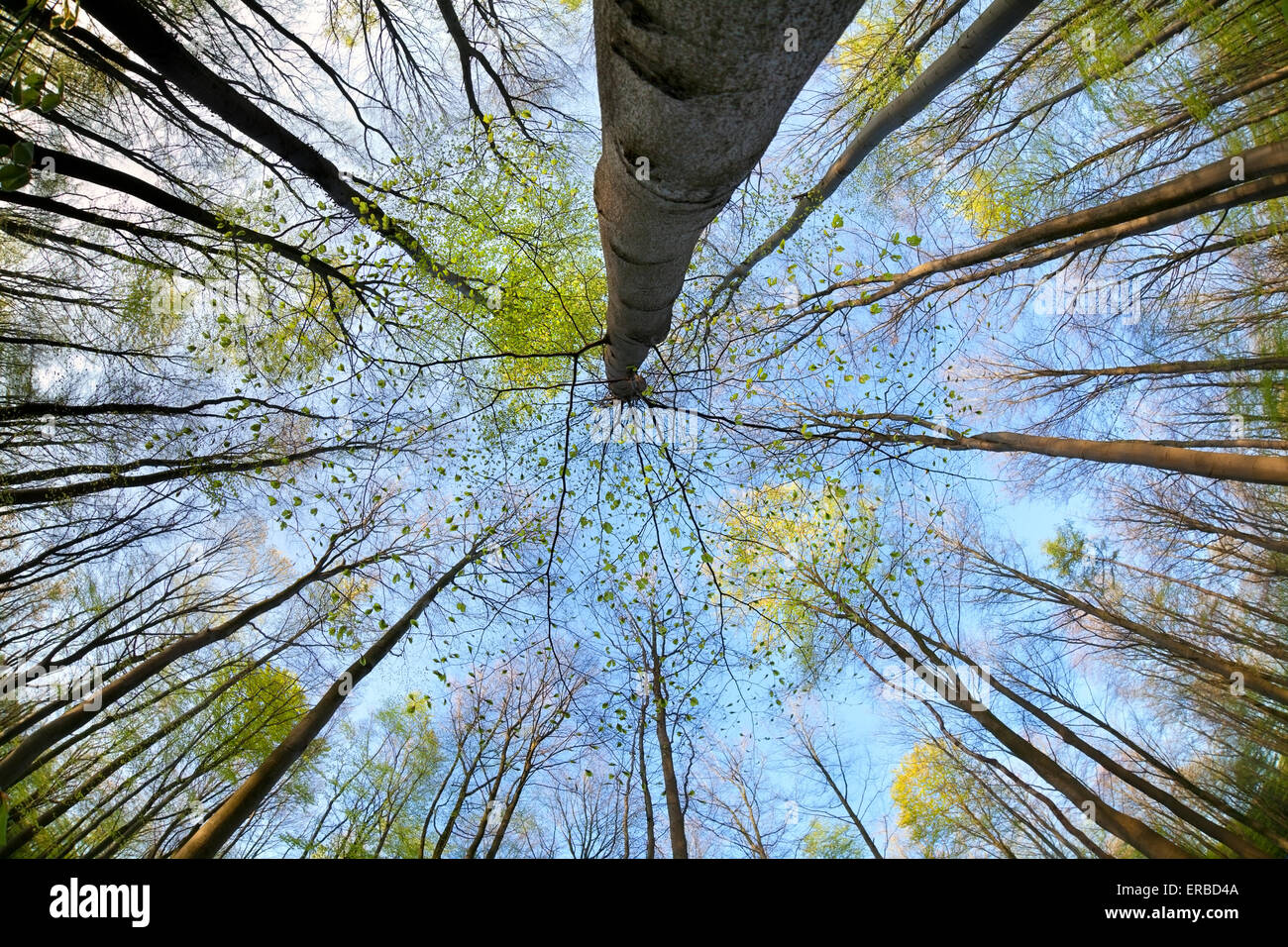 trees in forest over blue sky via wide angle Stock Photo - Alamy