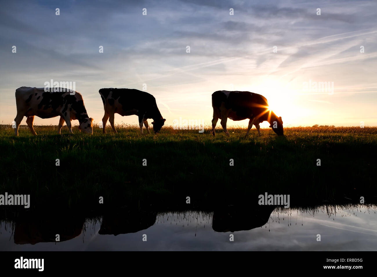 Graze sun hi-res stock photography and images - Alamy