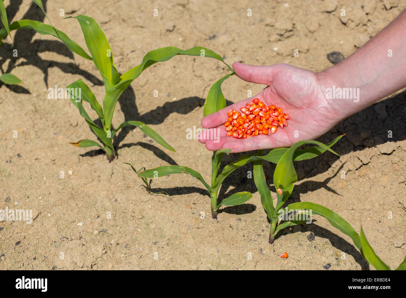 The hand full of small corn seeds Stock Photo - Alamy