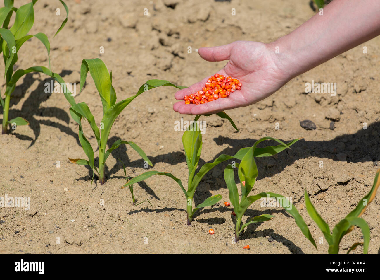 The hand full of small corn seeds Stock Photo - Alamy