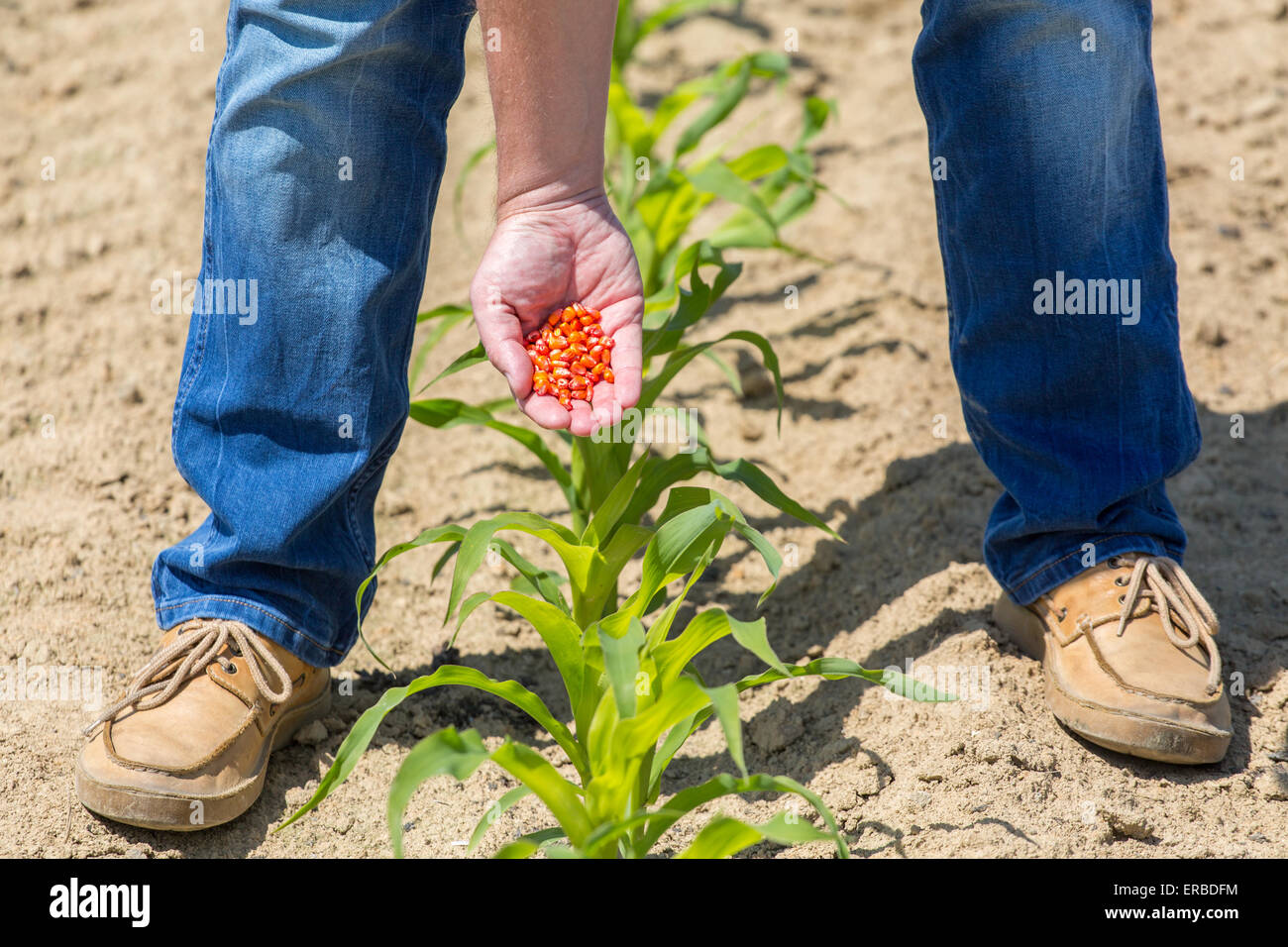 The hand full of small corn seeds Stock Photo - Alamy