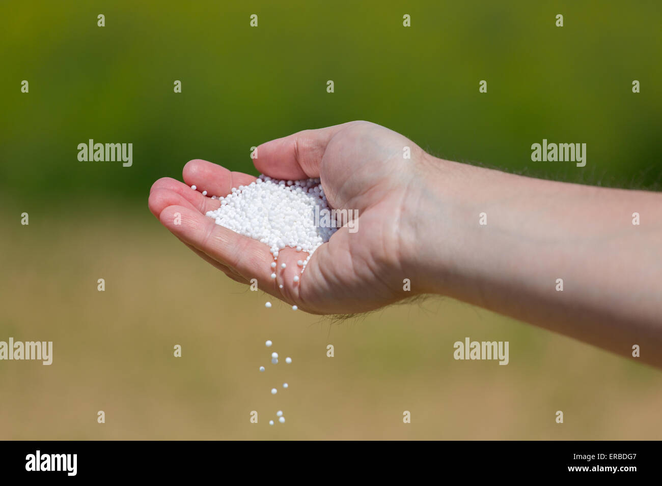 The hand full of white small fertilizer Stock Photo - Alamy