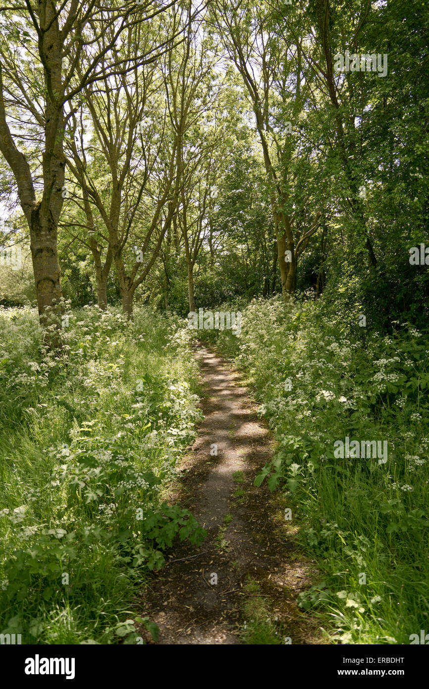 A path through woodland Stock Photo - Alamy