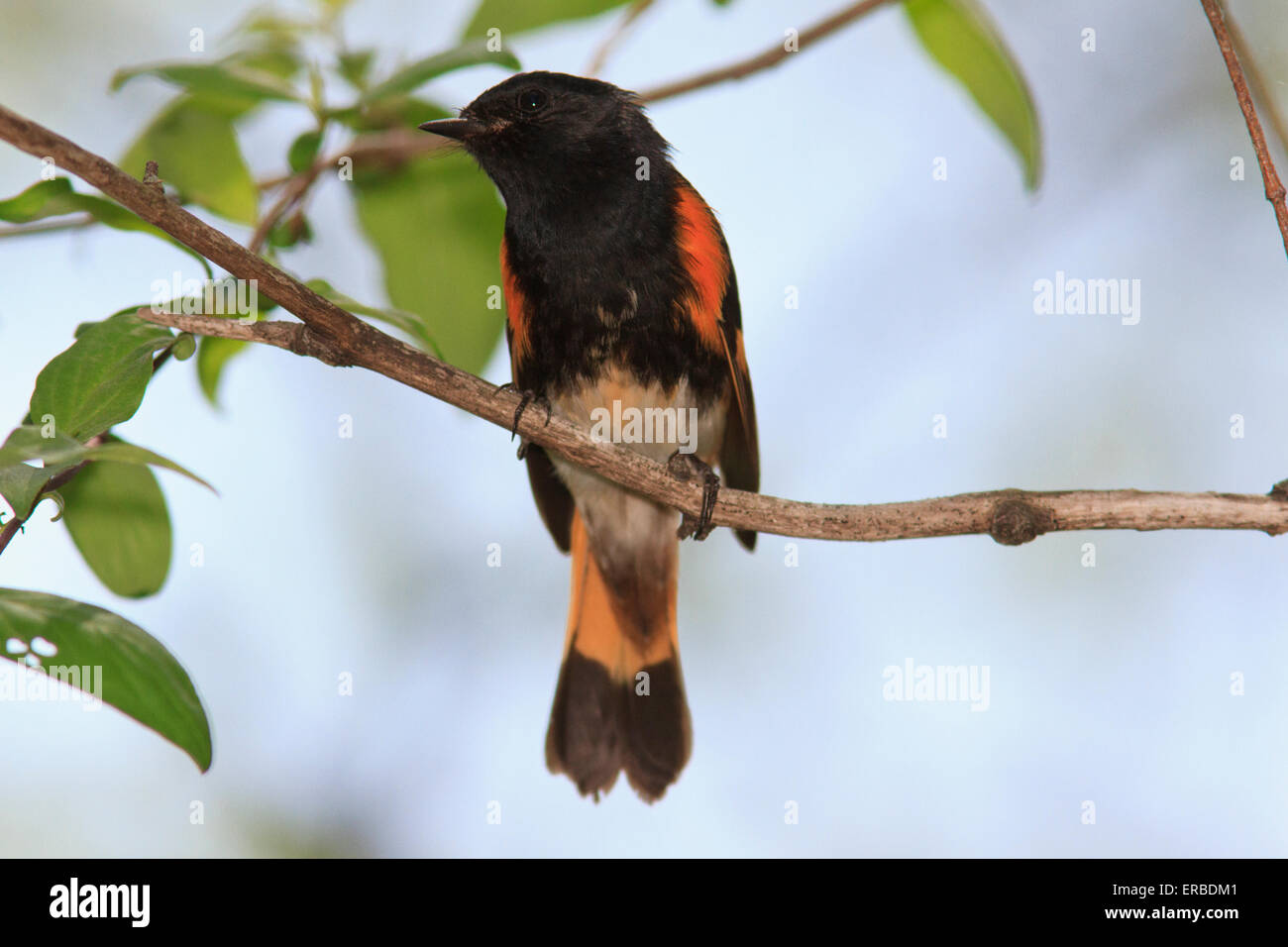 Male American redstart (Setophaga ruticilla) on a tree branch, during ...