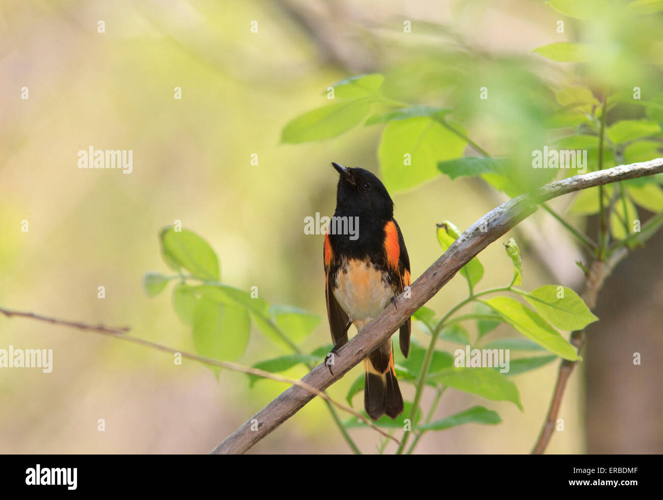 Male American redstart (Setophaga ruticilla) on a tree branch, during ...