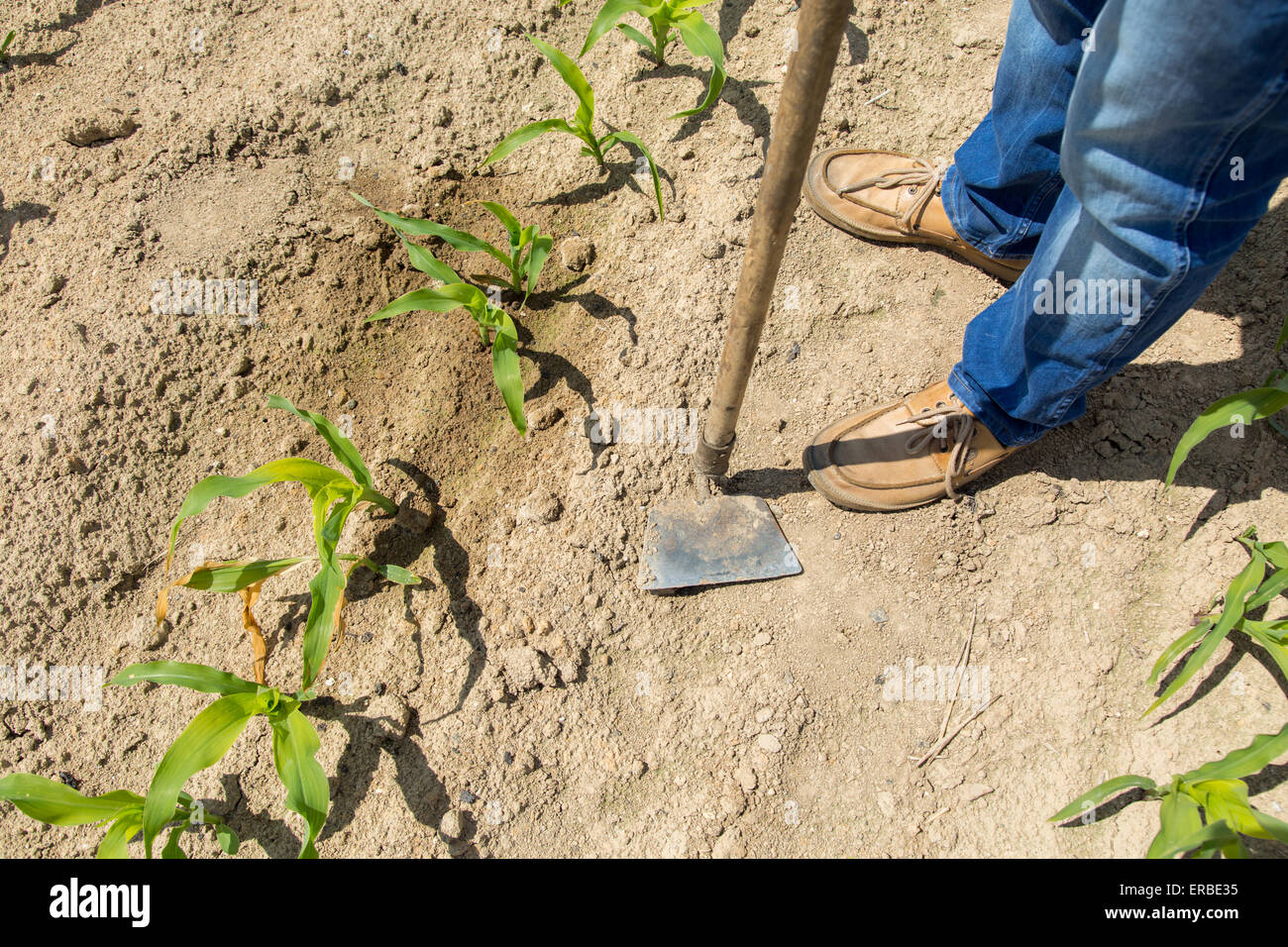 The worker hoeing the young corn field Stock Photo - Alamy