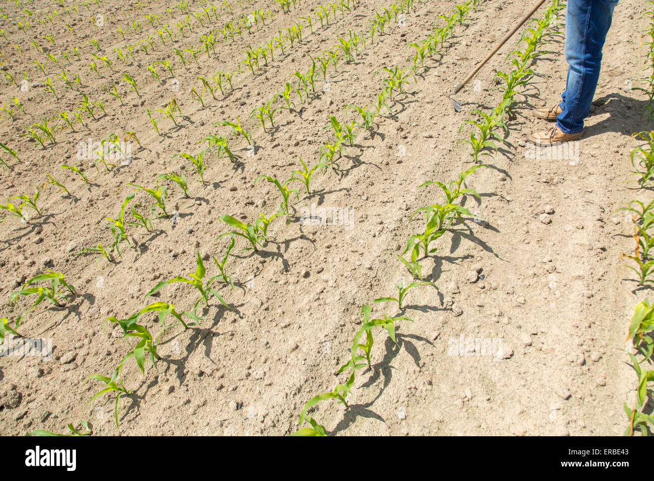 The worker hoeing the young corn field Stock Photo - Alamy