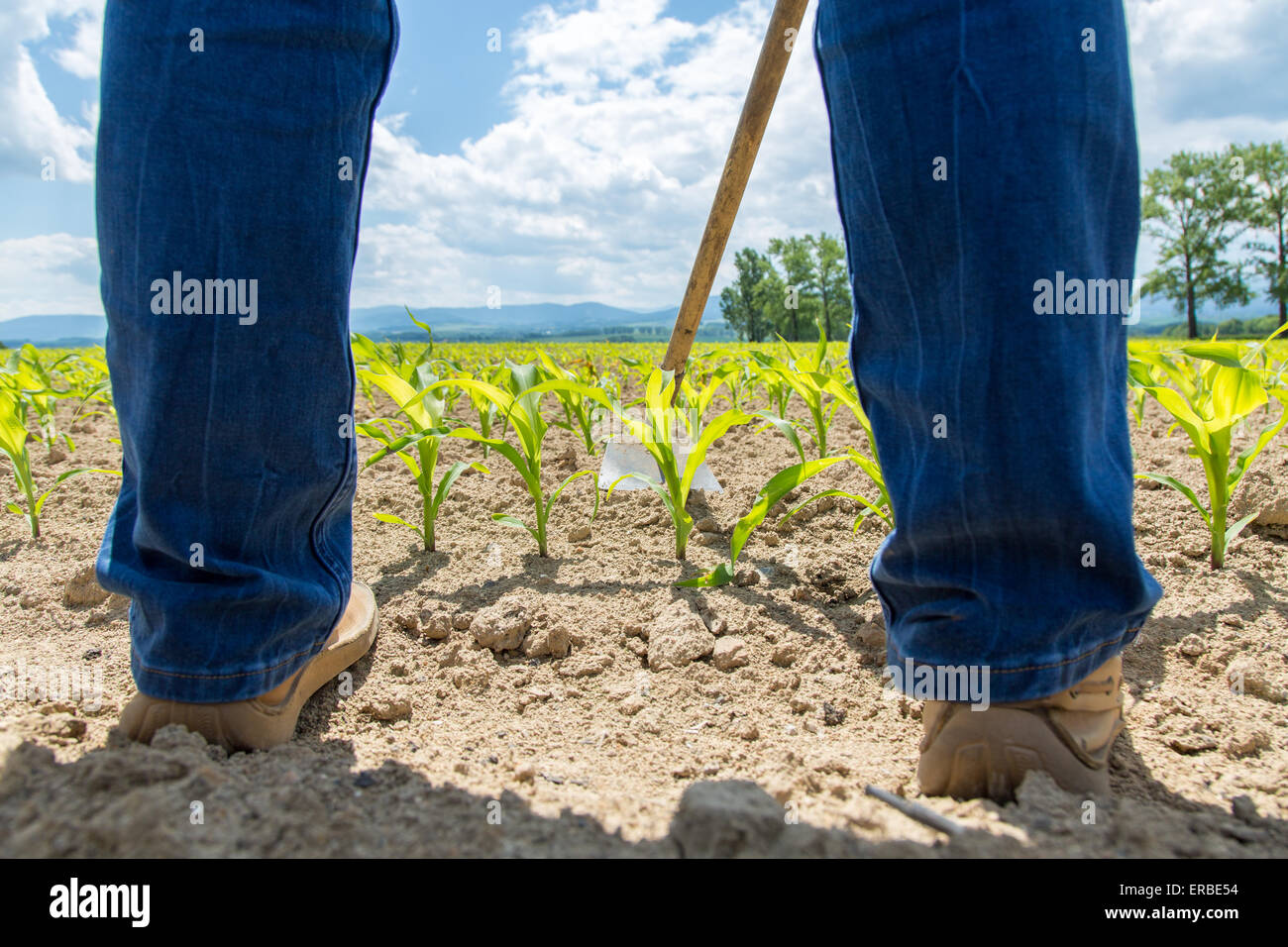 Hoeing field hi-res stock photography and images - Alamy