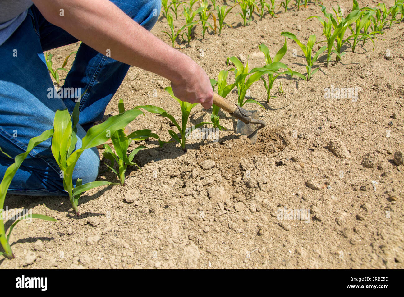 The worker hoeing the young corn field Stock Photo - Alamy