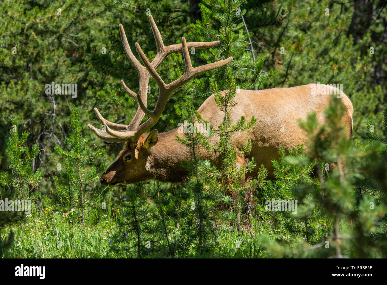 Male Elk or Wapiti range throughout Yellowstone National Park Stock ...