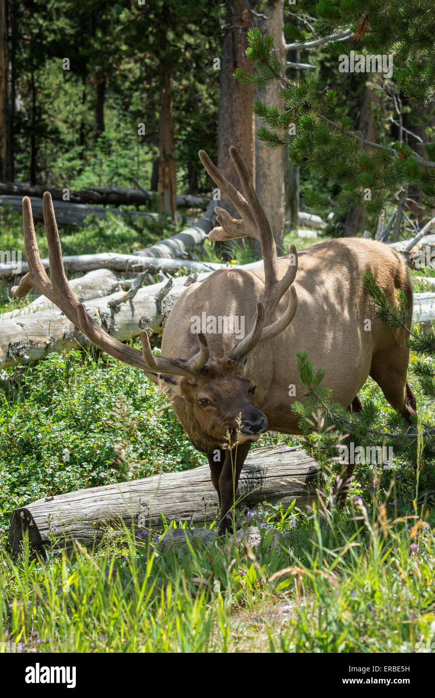 Male Elk or Wapiti range throughout Yellowstone National Park Stock ...