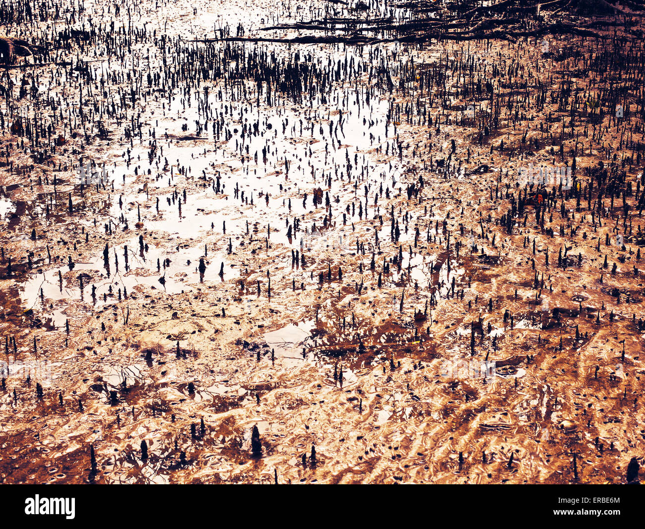 mangrove swamp at low tide in Thailand Stock Photo - Alamy