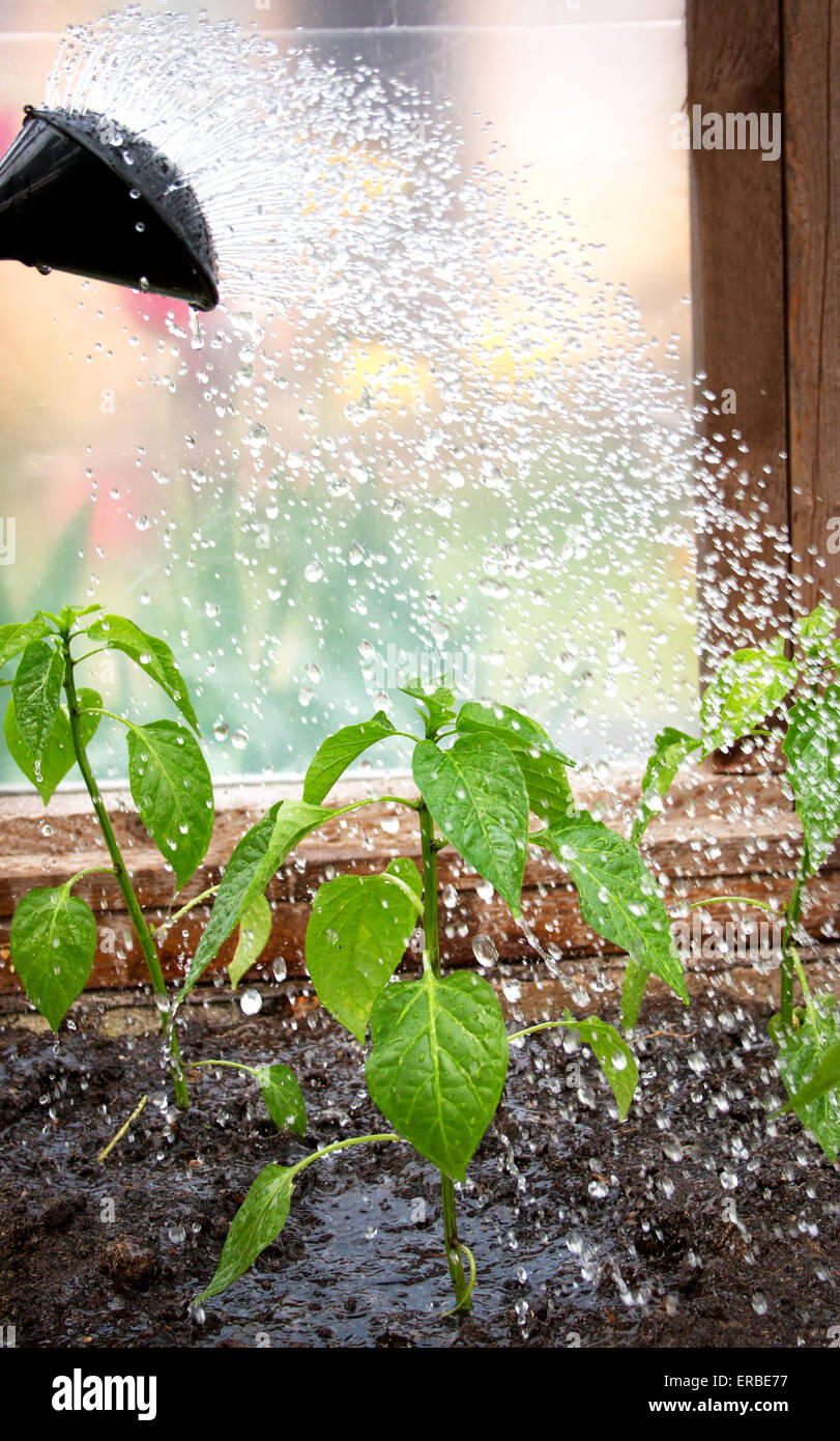 Water drops falling on pepper seedling Stock Photo - Alamy