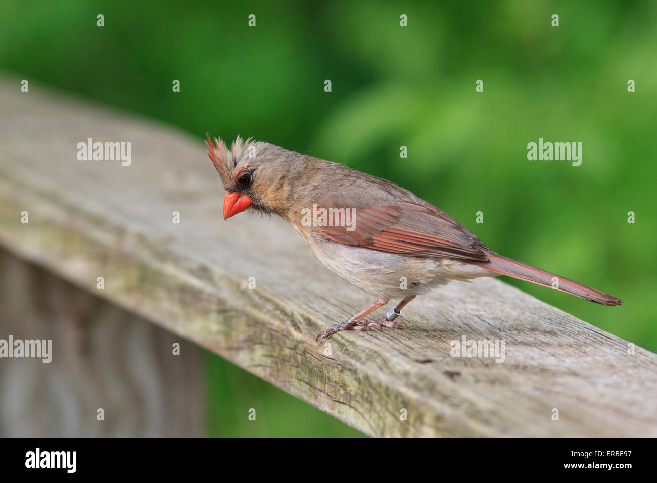 Northern cardinal cardinalis hi-res stock photography and images - Alamy