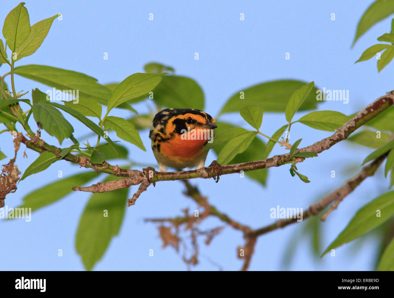 Male Blackburnian warbler (Setophaga fusca Stock Photo - Alamy