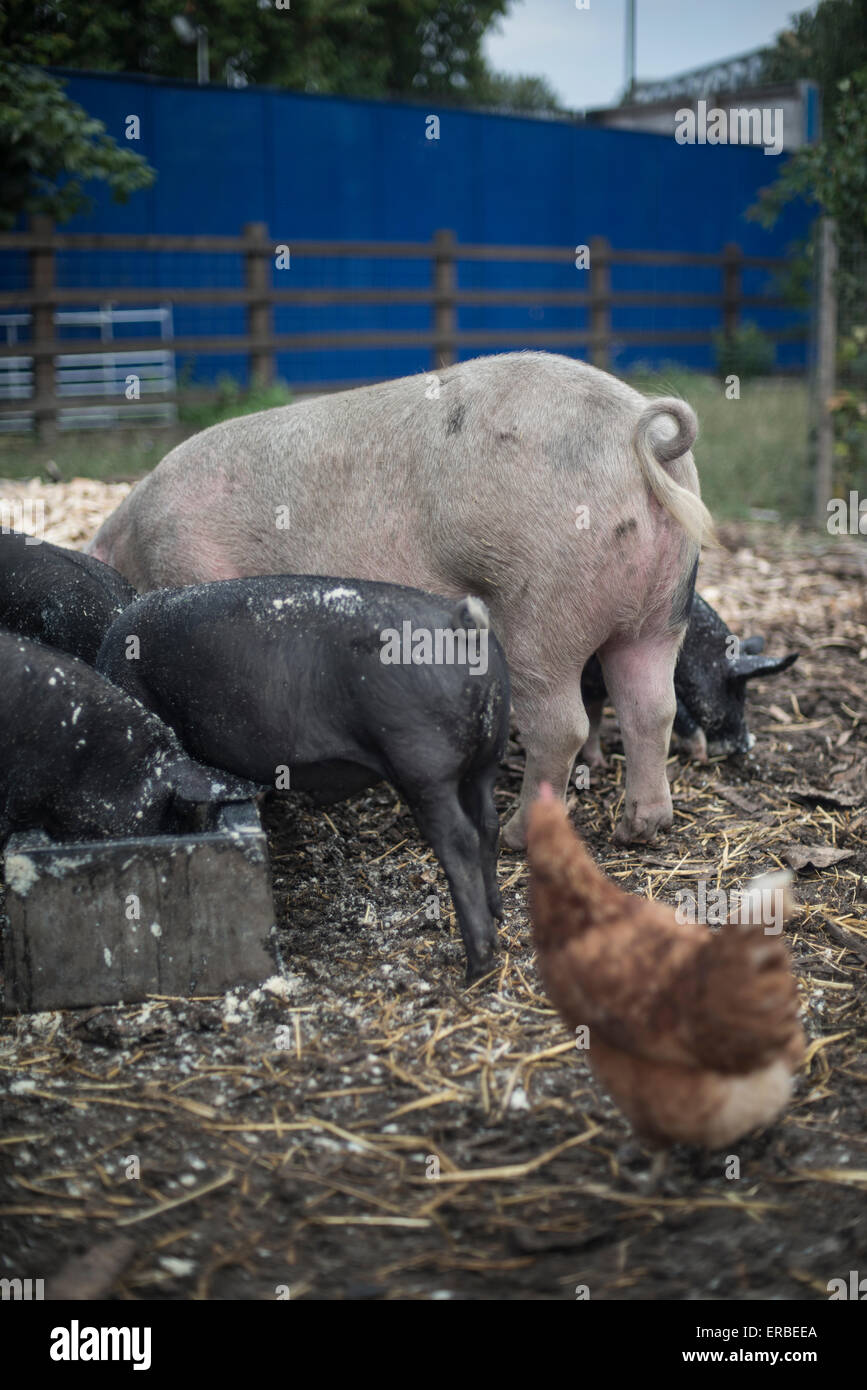 Pig and piglets eating from a trough at a city farm, with a chicken in ...