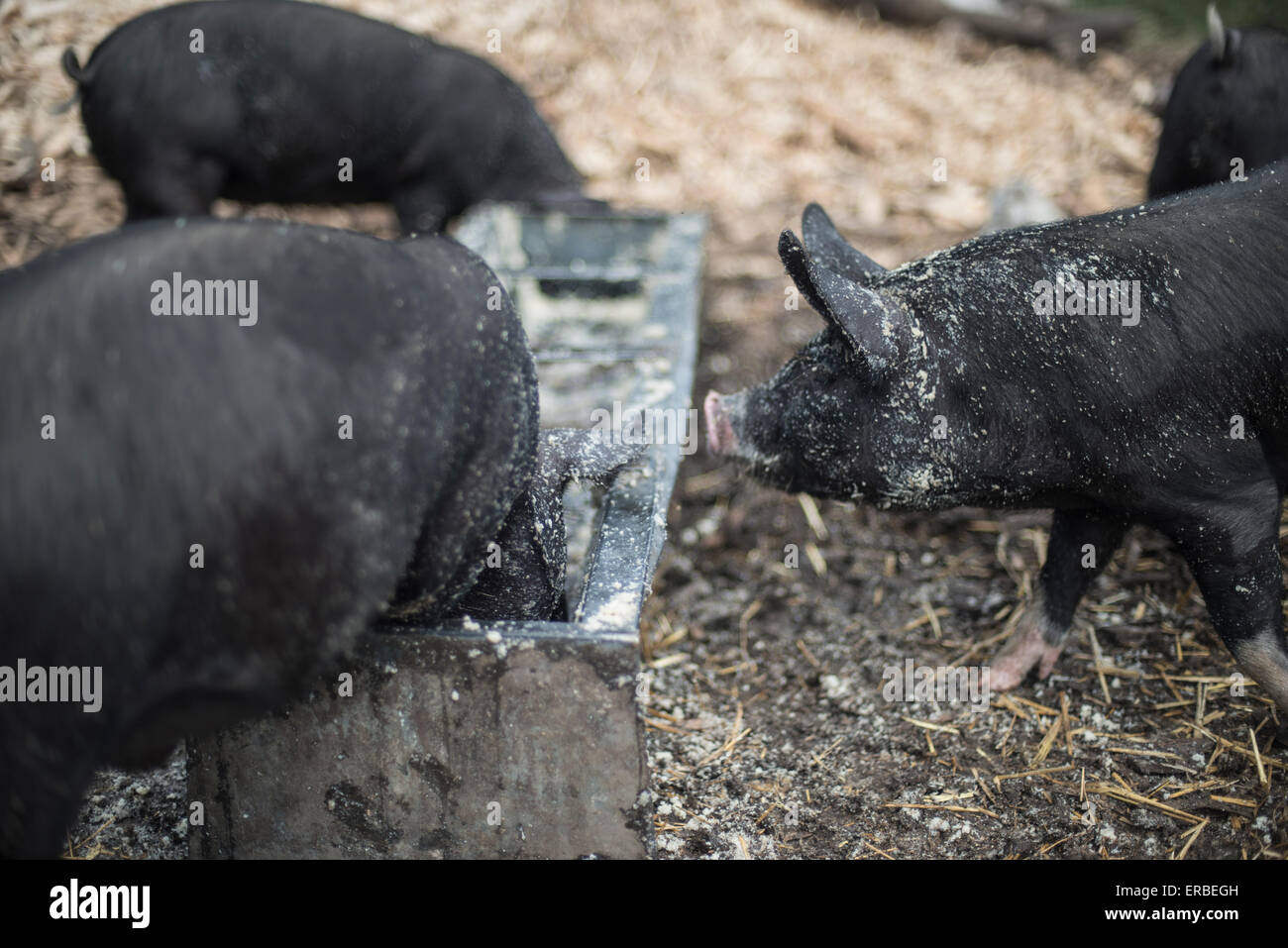 Slop pig hi-res stock photography and images - Alamy
