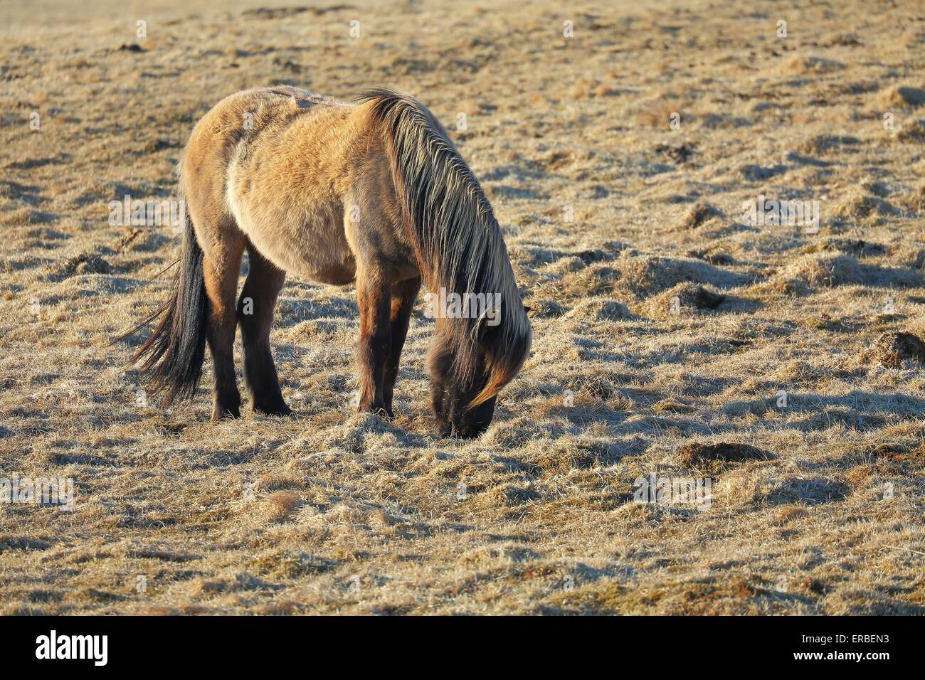 Open field horse hi-res stock photography and images - Alamy