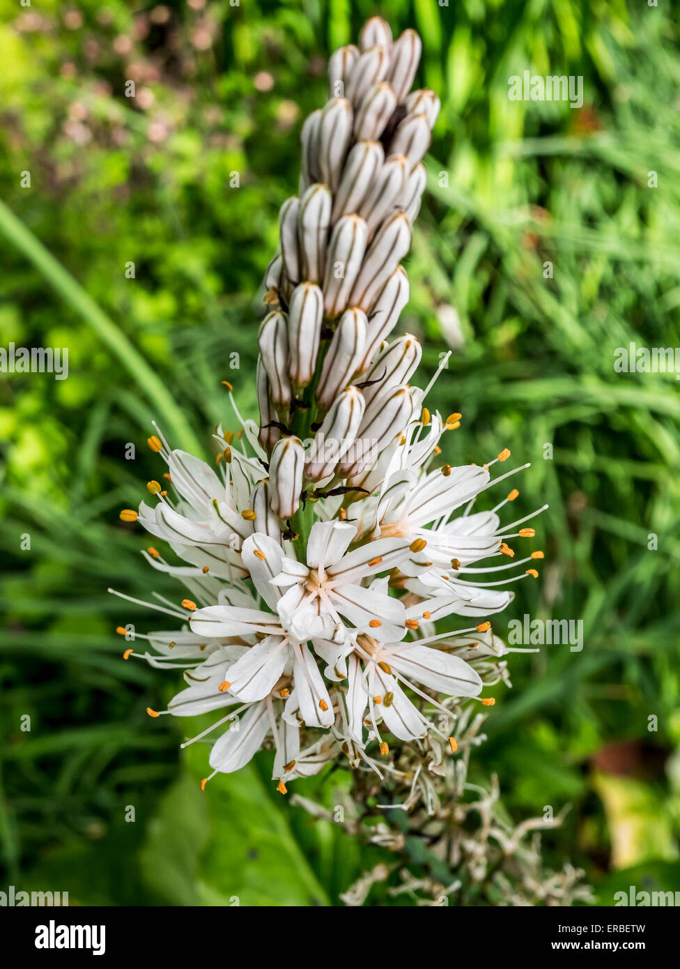 Asphodelus albus, White asphodel Stock Photo - Alamy
