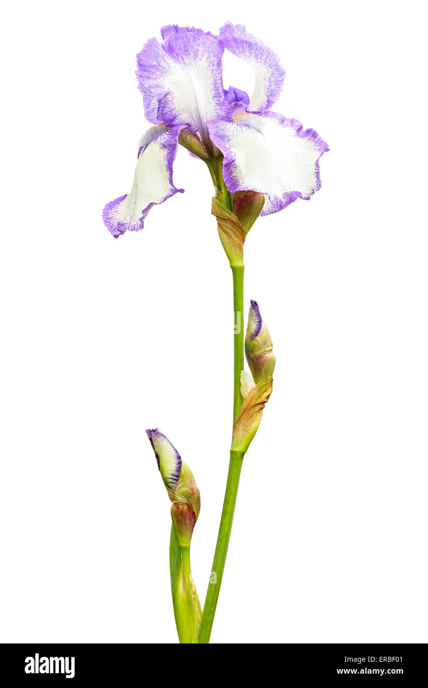 Iris image hi-res stock photography and images - Alamy
