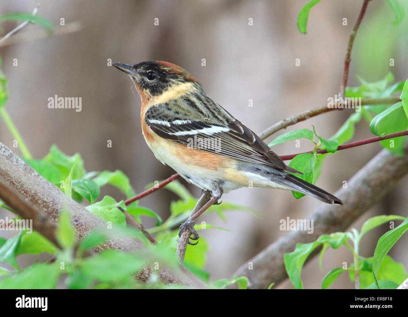 Bay-breasted Warbler (Setophaga castanea) during the Spring migration ...