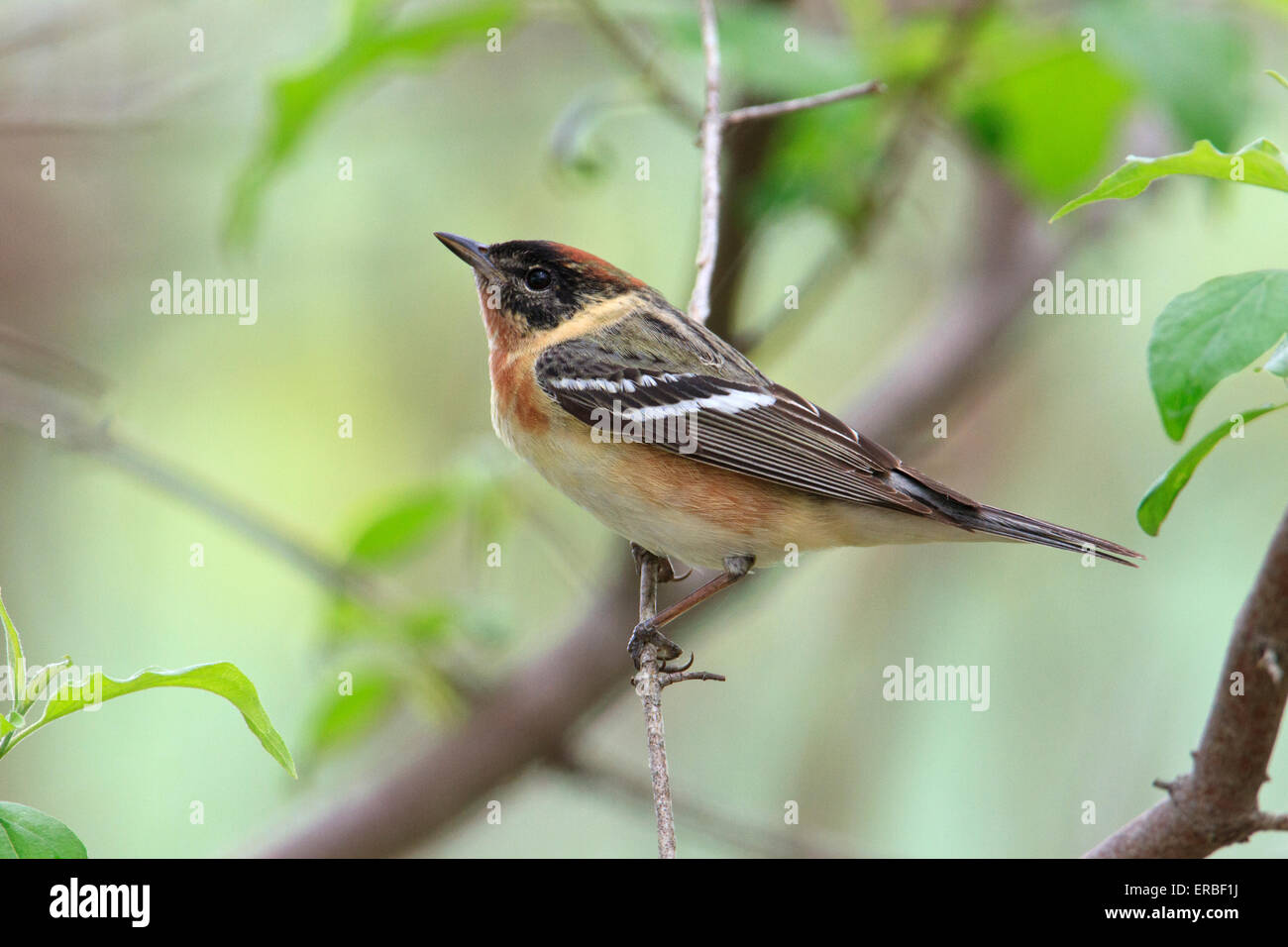 Castane hi-res stock photography and images - Alamy