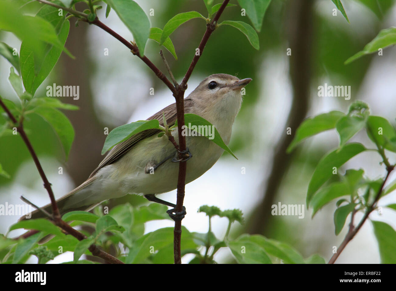 Red-eyed vireo (Vireo olivaceus) during the Spring migration Stock ...