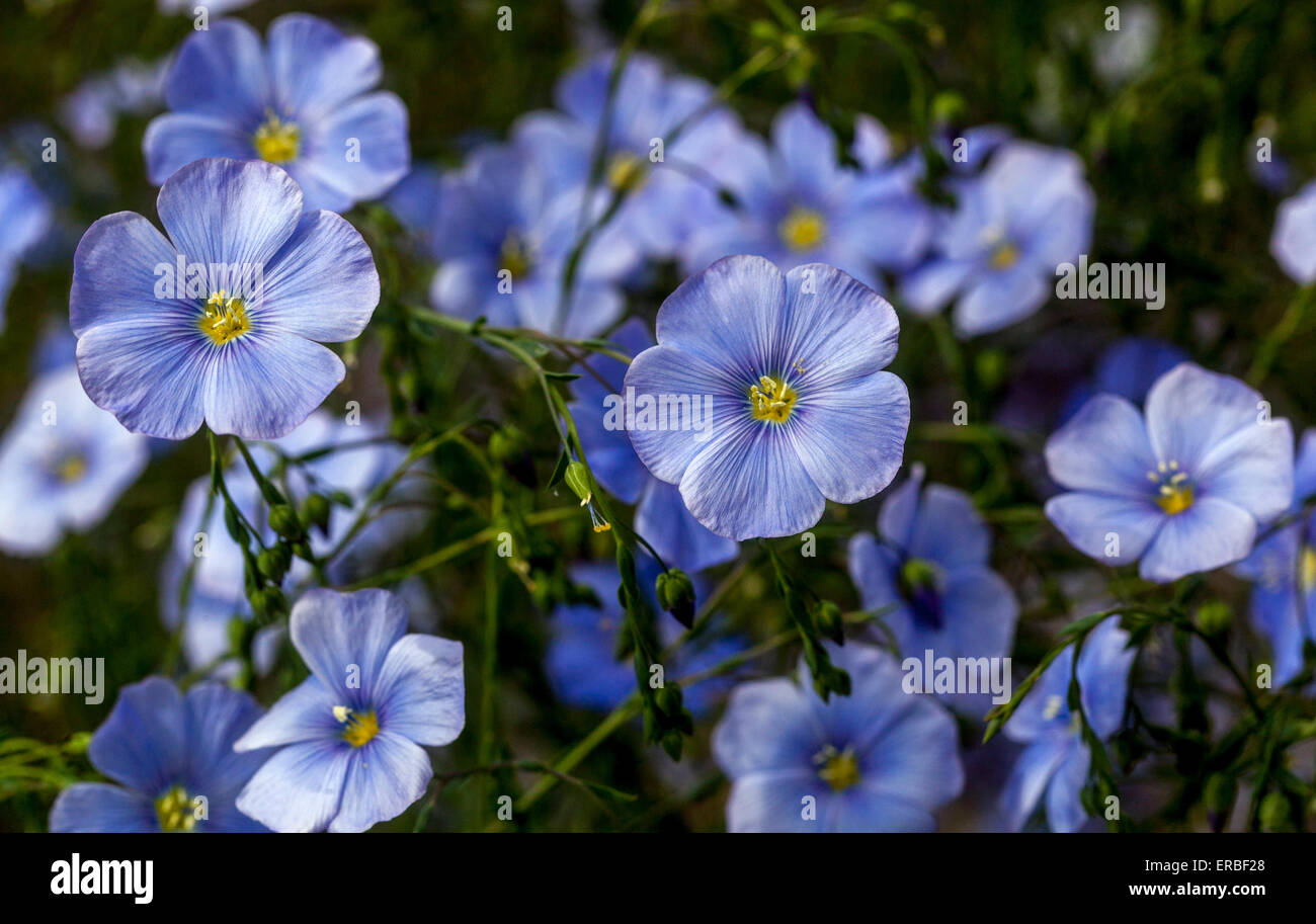 Flax flowering hi-res stock photography and images - Alamy