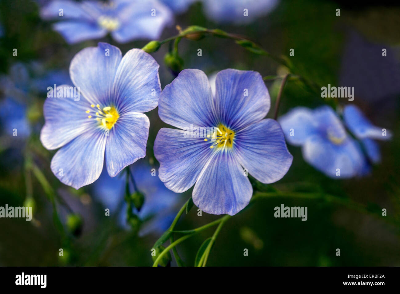 Wild Blue Flax, Prairie Flax Linum lewisii closeup flower Stock Photo ...