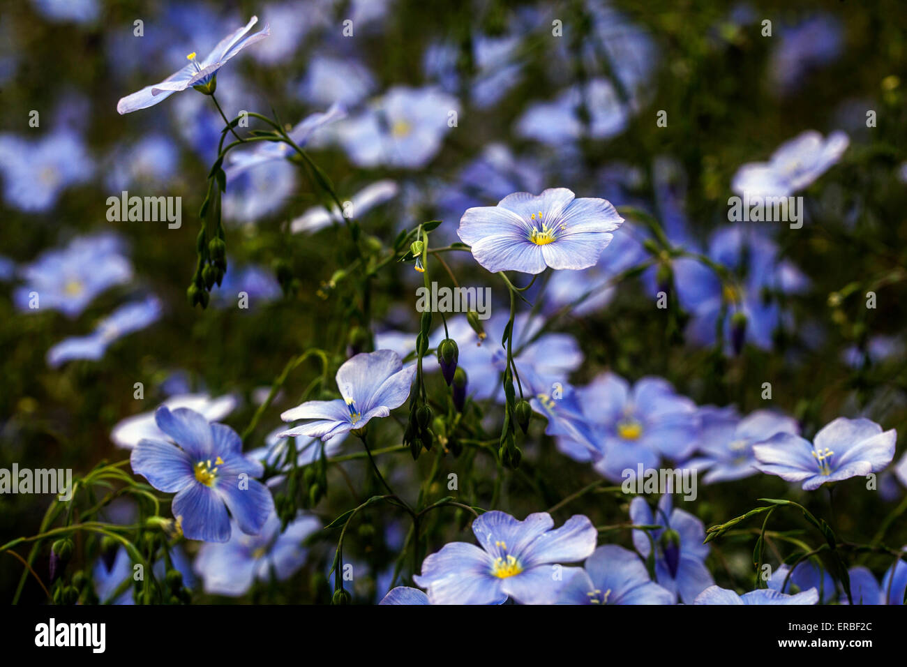 Wild Blue Flax, Prairie Flax Linum lewisii Stock Photo - Alamy