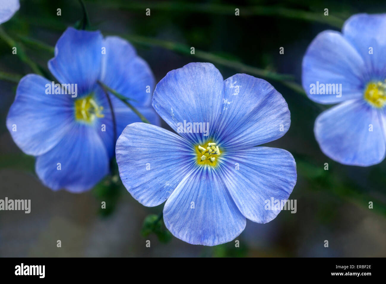 Flax flowering hi-res stock photography and images - Alamy