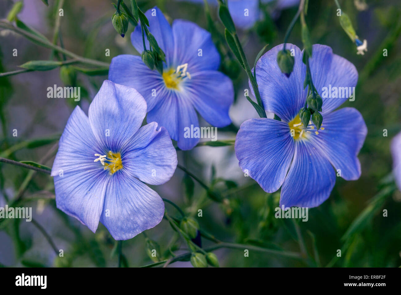 Blue flax hi-res stock photography and images - Alamy