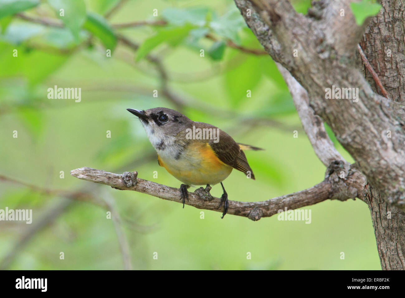 Female american redstart hi-res stock photography and images - Alamy