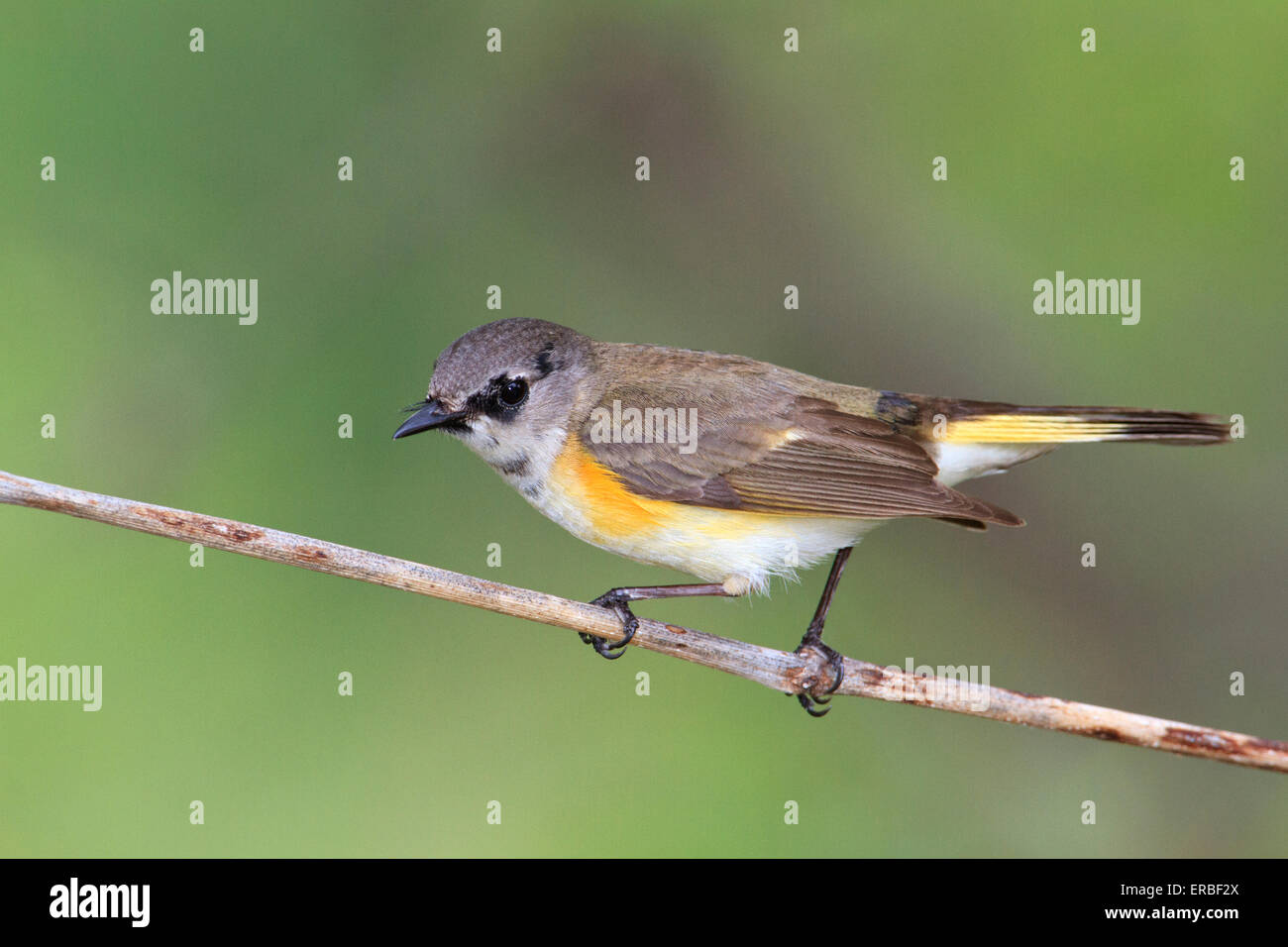 Female American Redstart (Setophaga ruticilla Stock Photo - Alamy