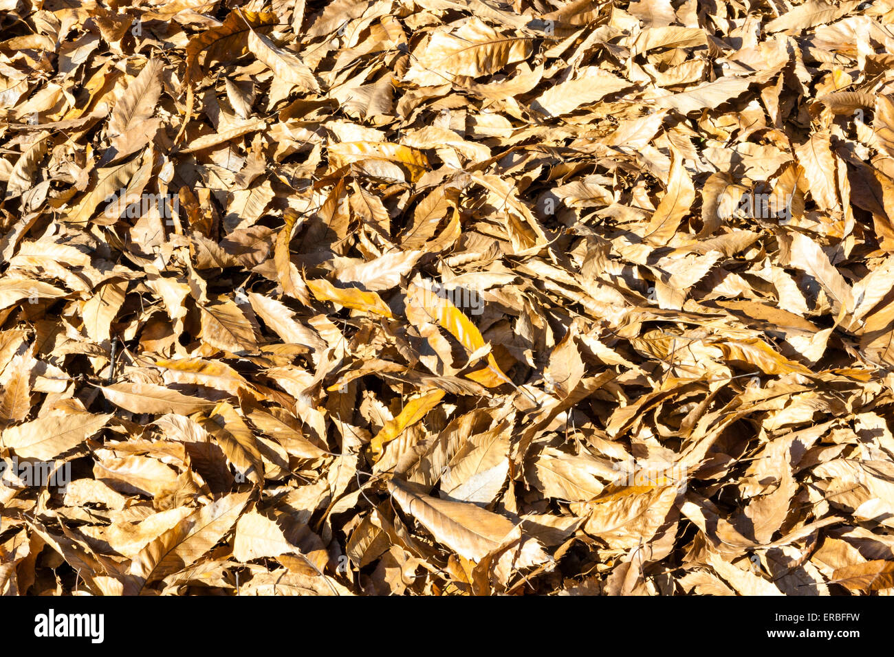 Masses of fallen brown leaves on the ground in the autumn and winter ...