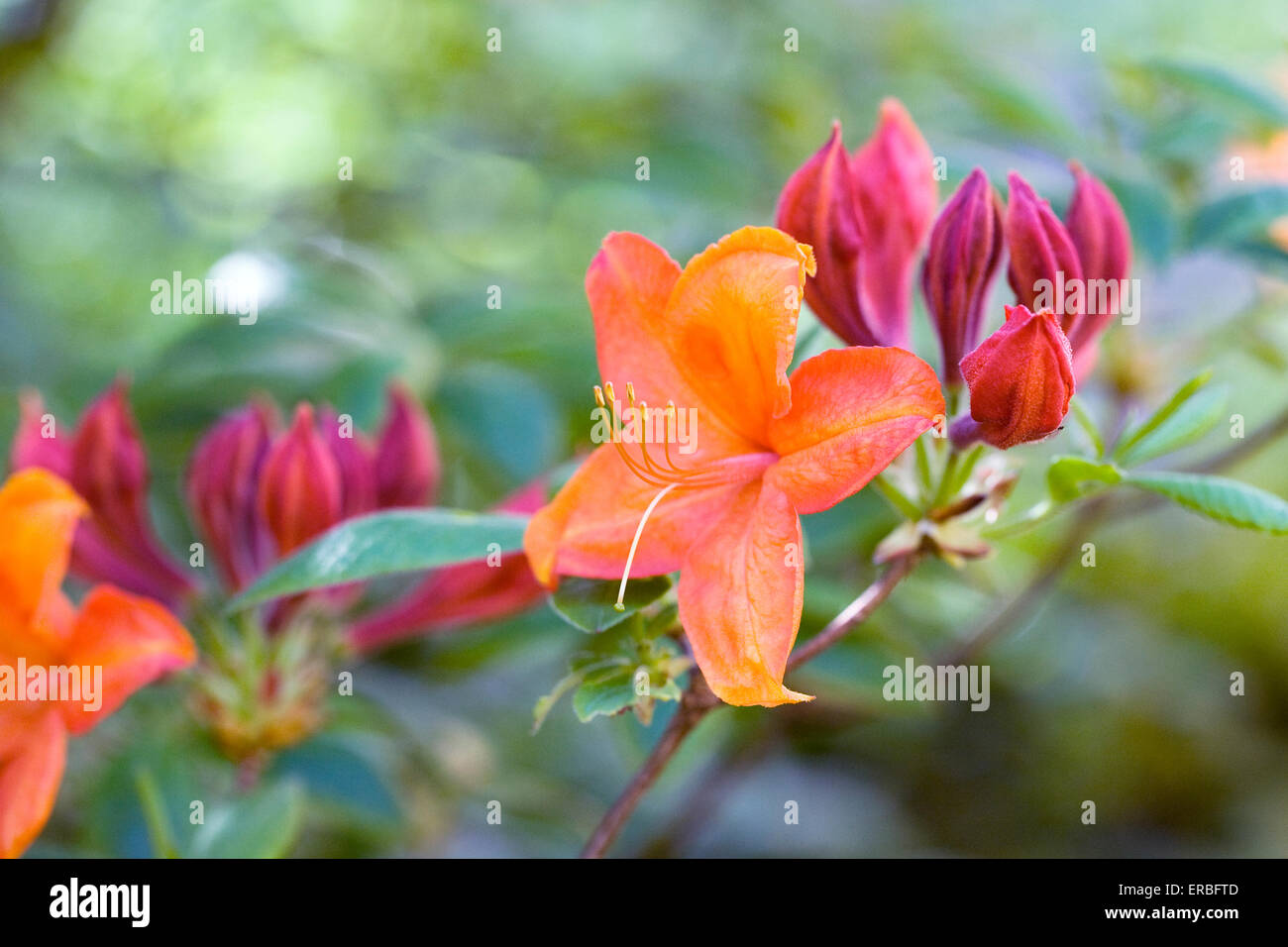 Orange flowered Rhododendron Stock Photo - Alamy