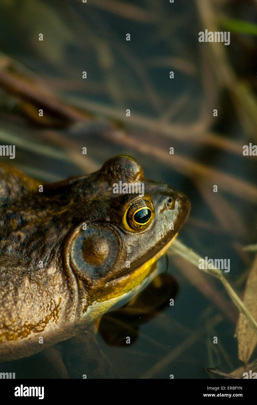 An American bullfrog in a pond Stock Photo - Alamy