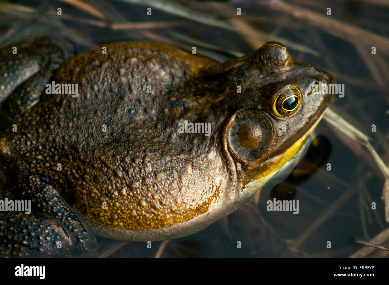 An American bullfrog in a pond Stock Photo - Alamy