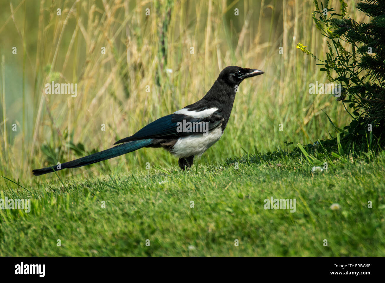 Black-billed Magpie walking in grassy area next to overgrown field ...