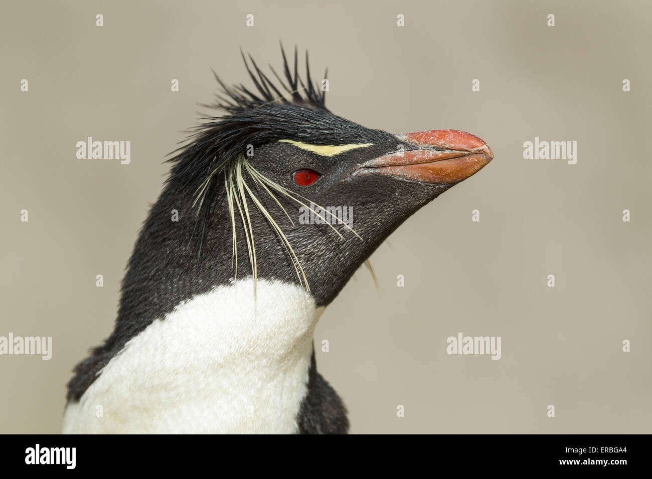 Southern rockhopper penguin Eudyptes chrysocome, adult head profile ...
