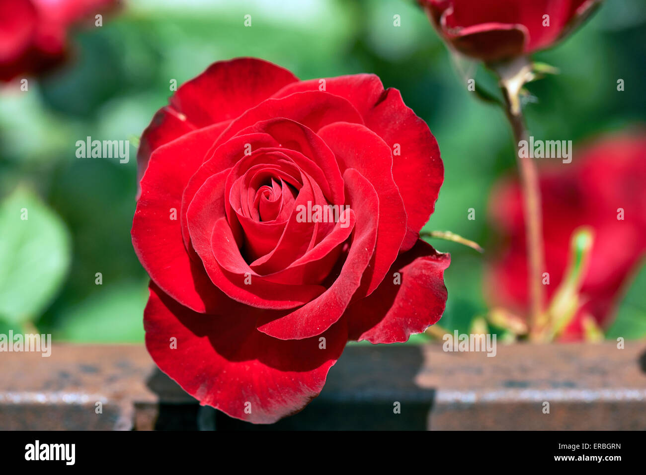 Elegant Red Rose in a natural green background Stock Photo - Alamy