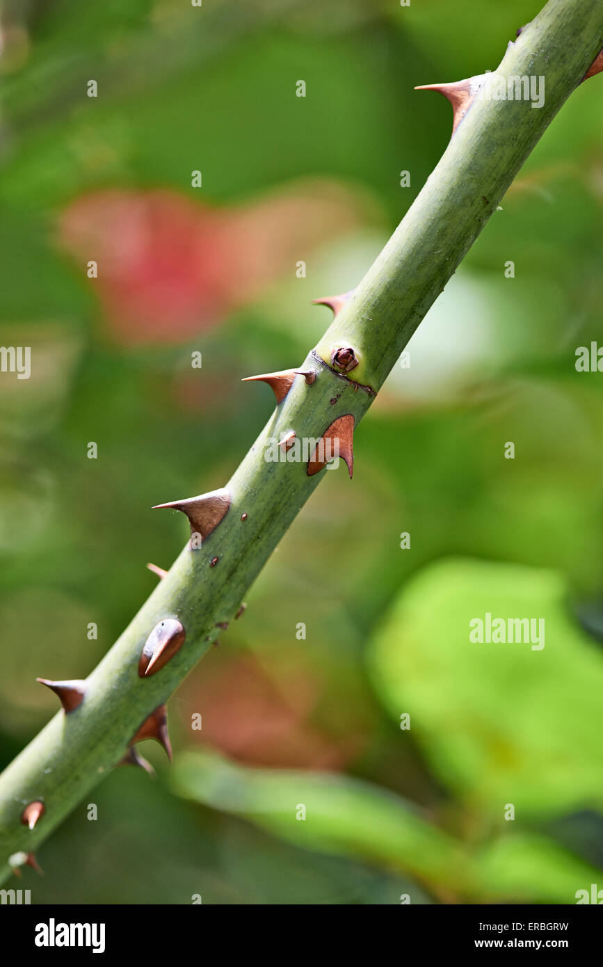 Detail of rose thorns in natural green background Stock Photo - Alamy